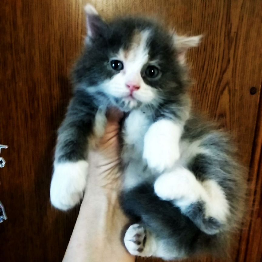 Котенок.Пушистая трёхцветная девочка.1 мес. 10 дн