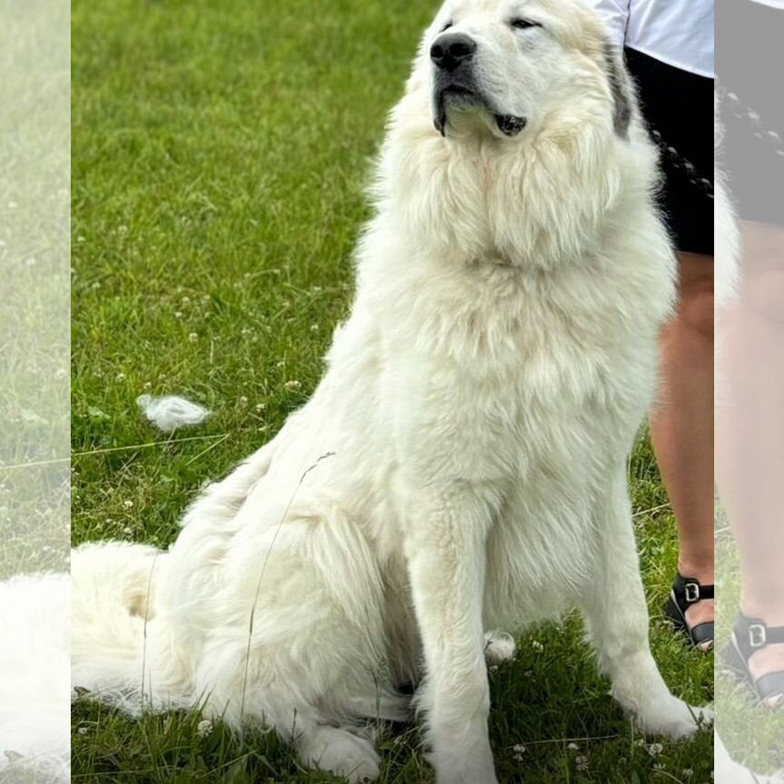 Пиренейская горная собака, щенок