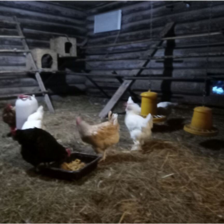 Куры и петушки