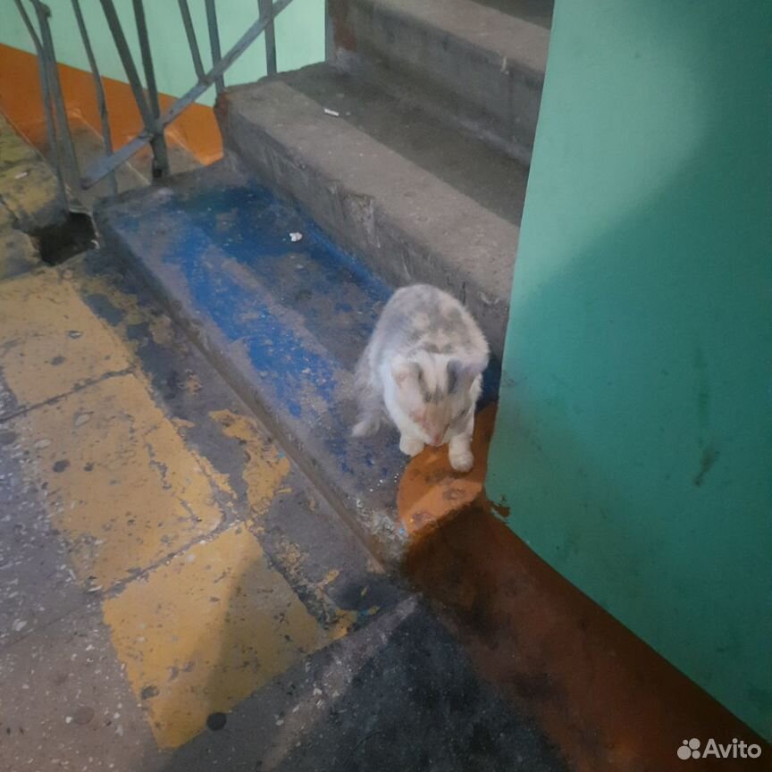 Беспородная порода