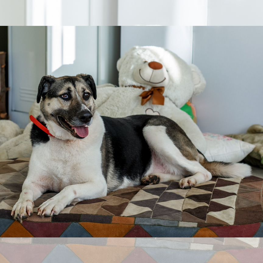 Собака в добрые руки