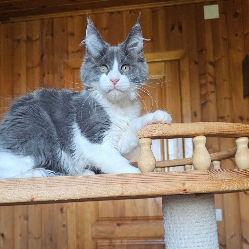 Котята мейн-кун