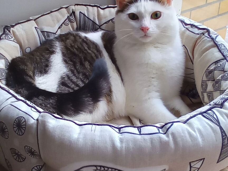 Кошка Муренка ищет дом