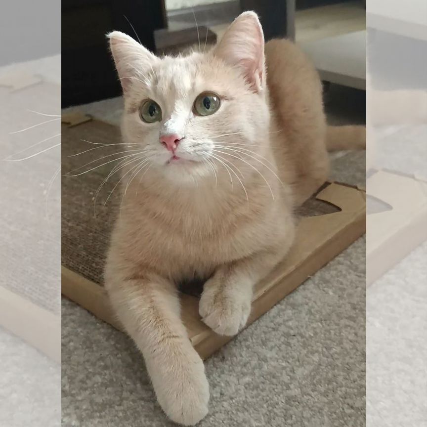 Взрослая, кошка в добрые руки