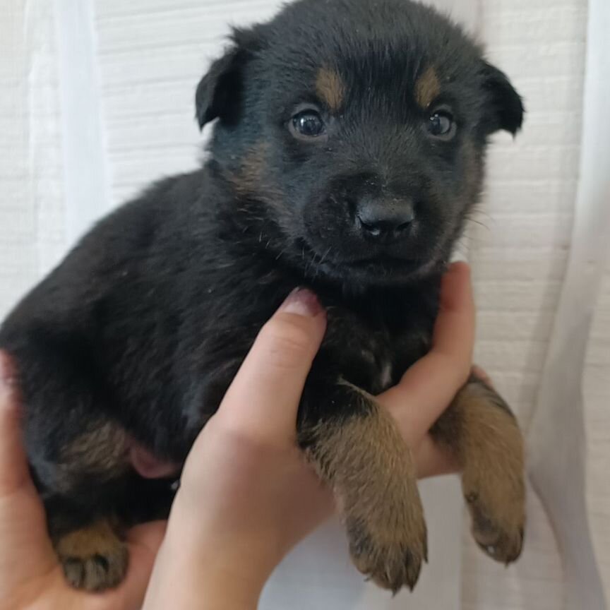 Щенок мальчик 1 мес