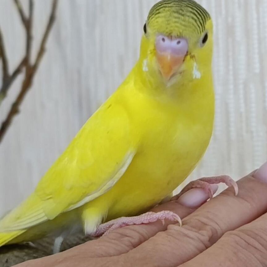 Птенцы волнистый попугай ручной