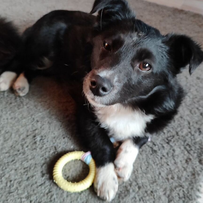 Щенок в добрые руки