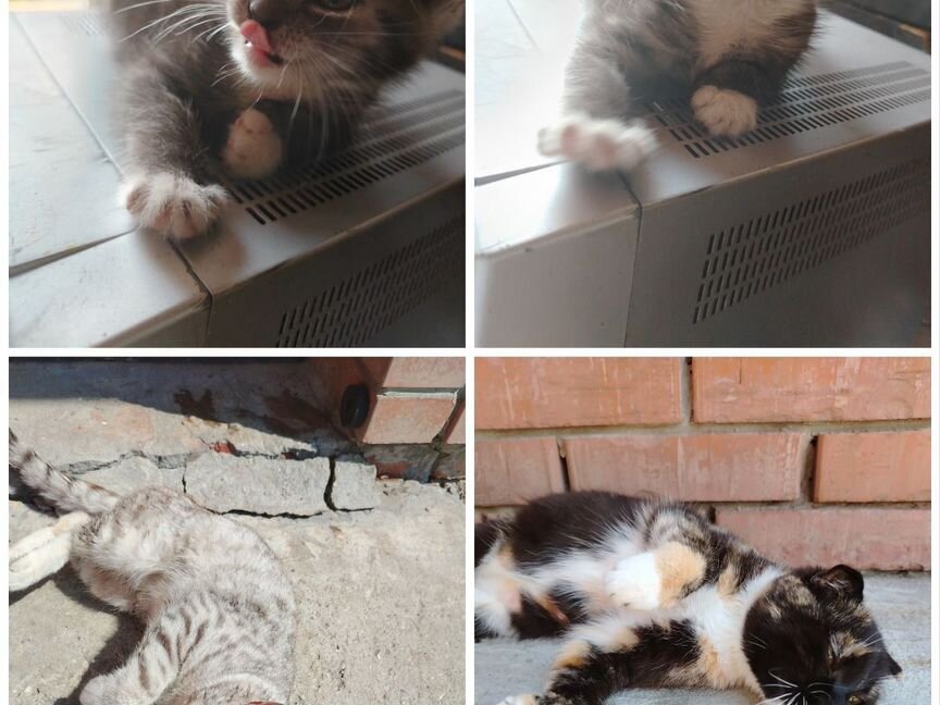 Катенок