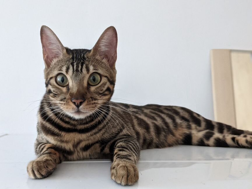 Бенгальская кошка