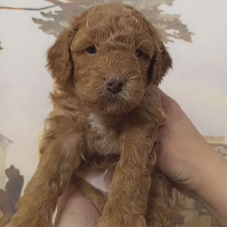 Мальтипу, щенок