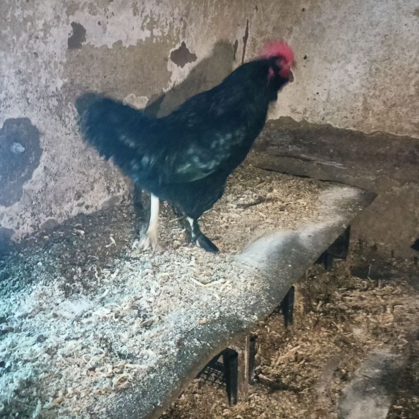 Молодые петухи