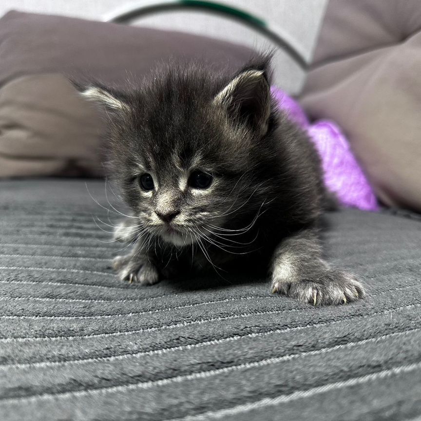 Котята мейн-кун