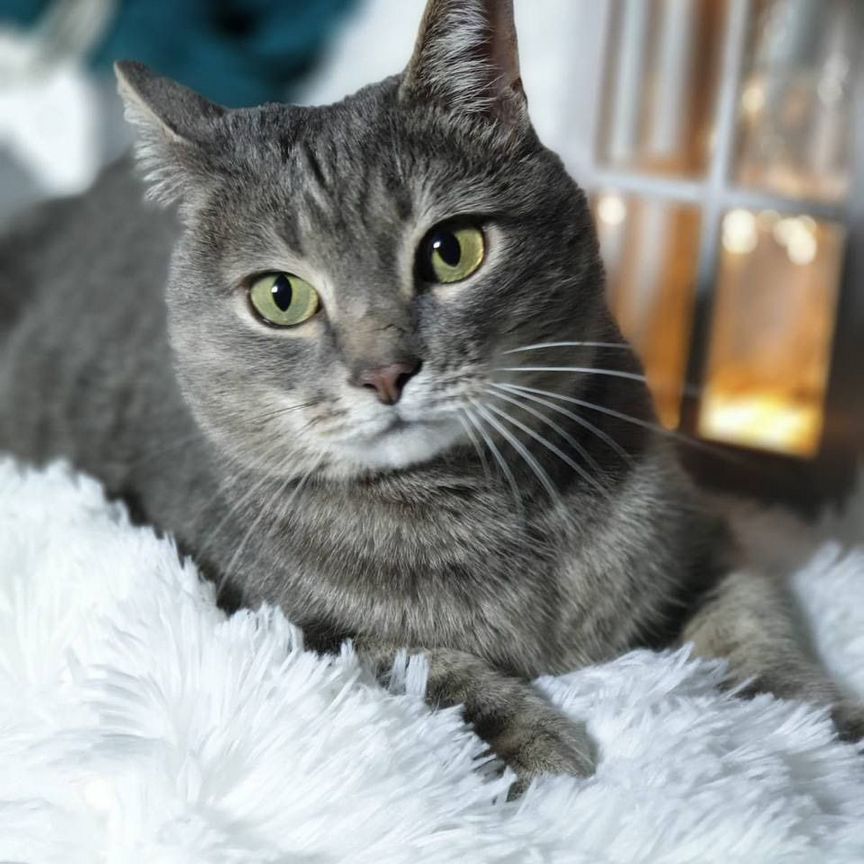 Котики на счастье