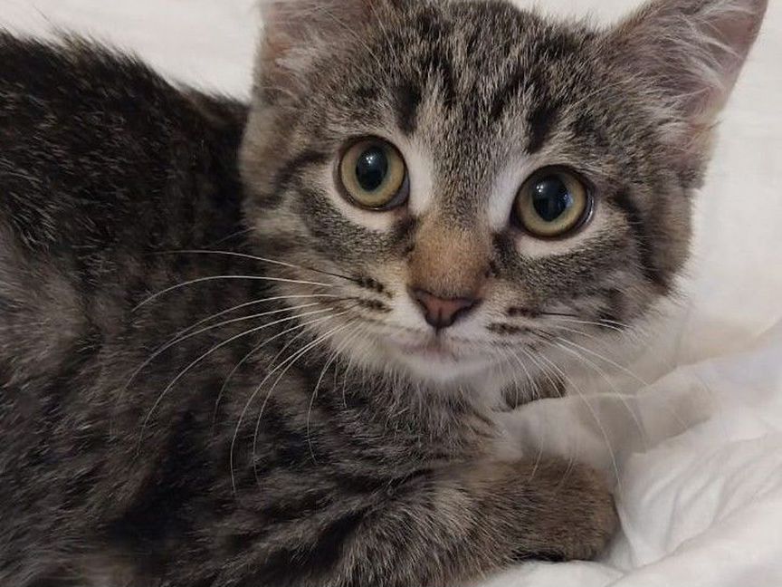 Симпатичная тигровая девочка(2,5 мес)в добрые руки