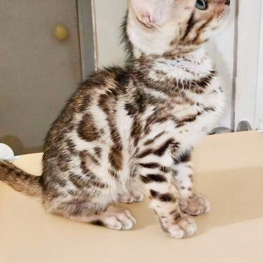 Бенгальские котята серебро