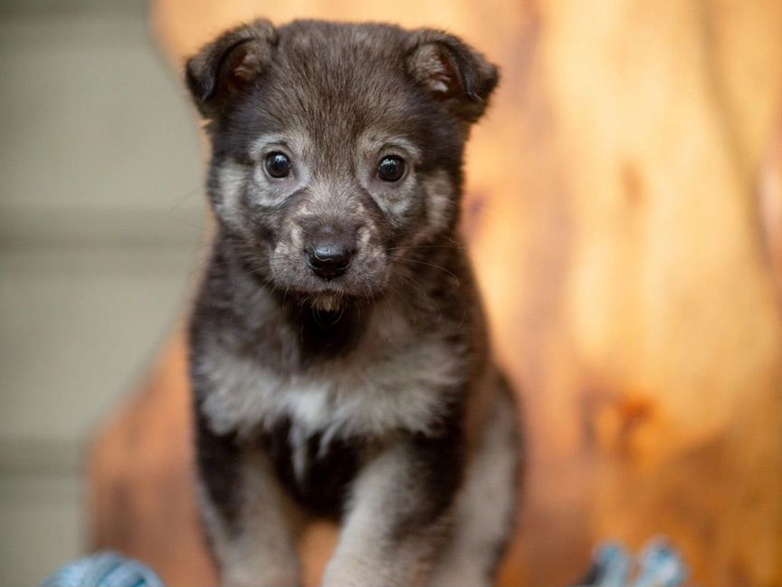 Щенок ищет дом