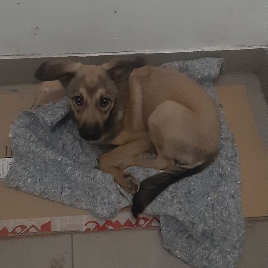 Щенок в добрые руки бесплатно