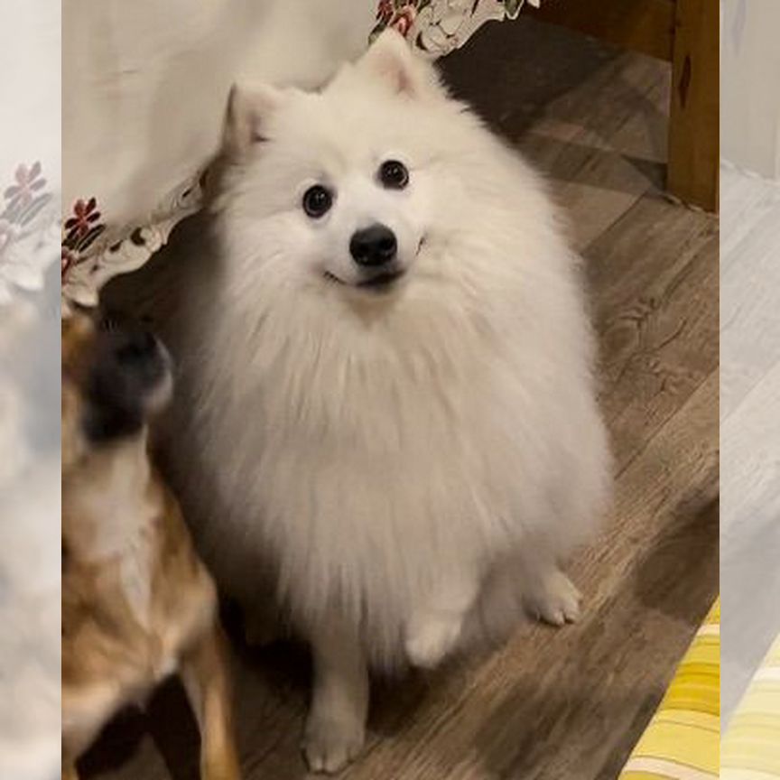 Шпиц японский