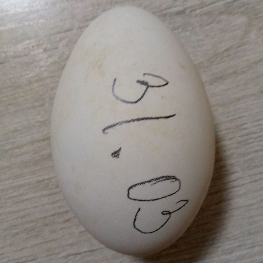 Яйцо гусиное для инкубации