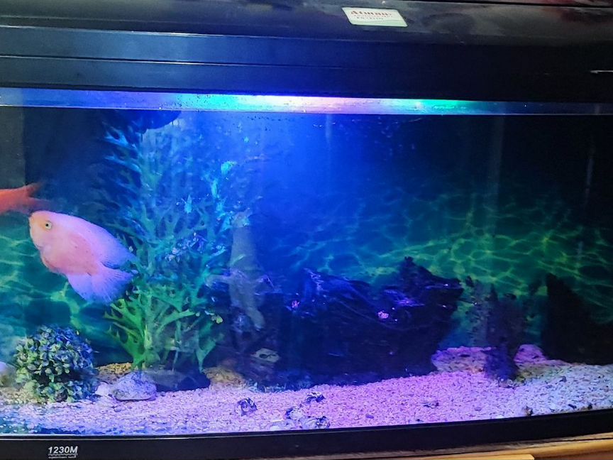 Аквариум