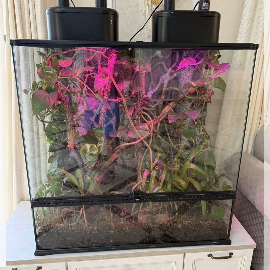 Террариум для рептилий