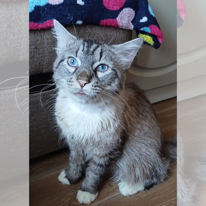 Взрослый кот в добрые руки