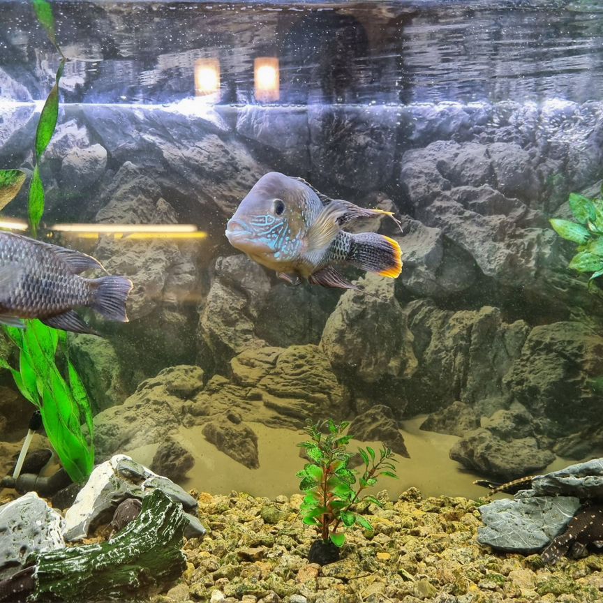 Акара бирюзовая, сомики