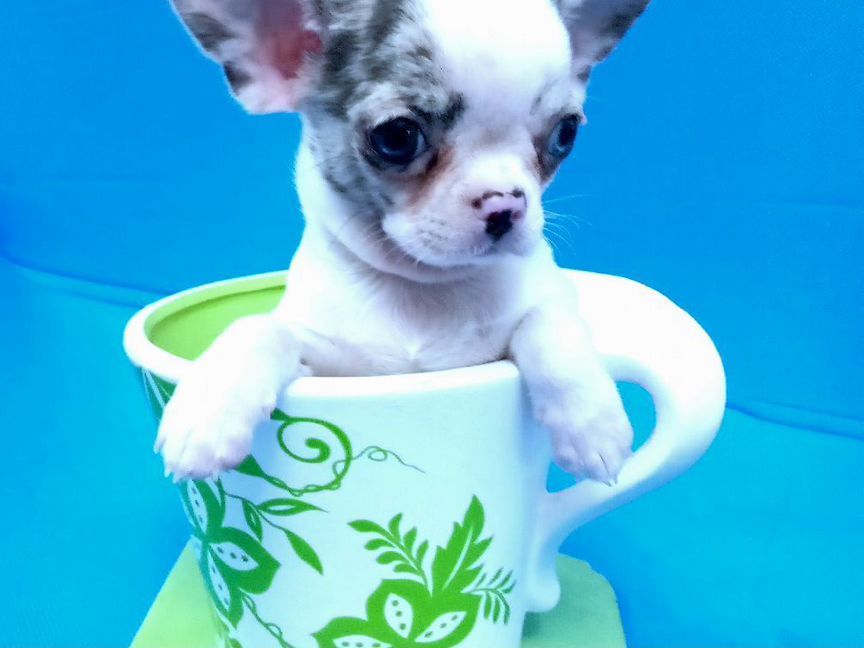 Голубоглазый бело голубой мерле