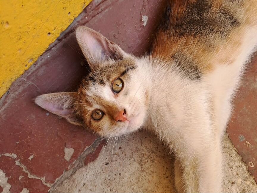 Котёнок