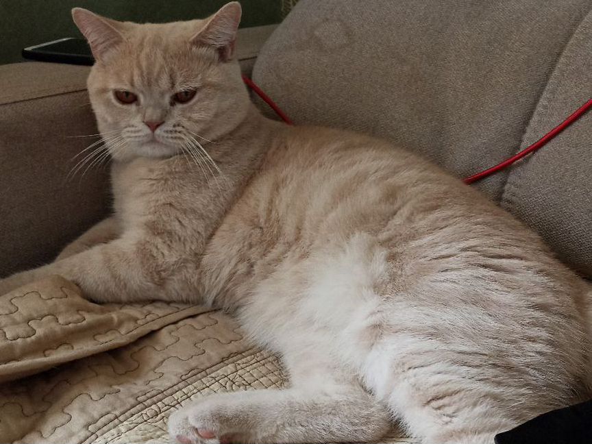 Британский кот вязка