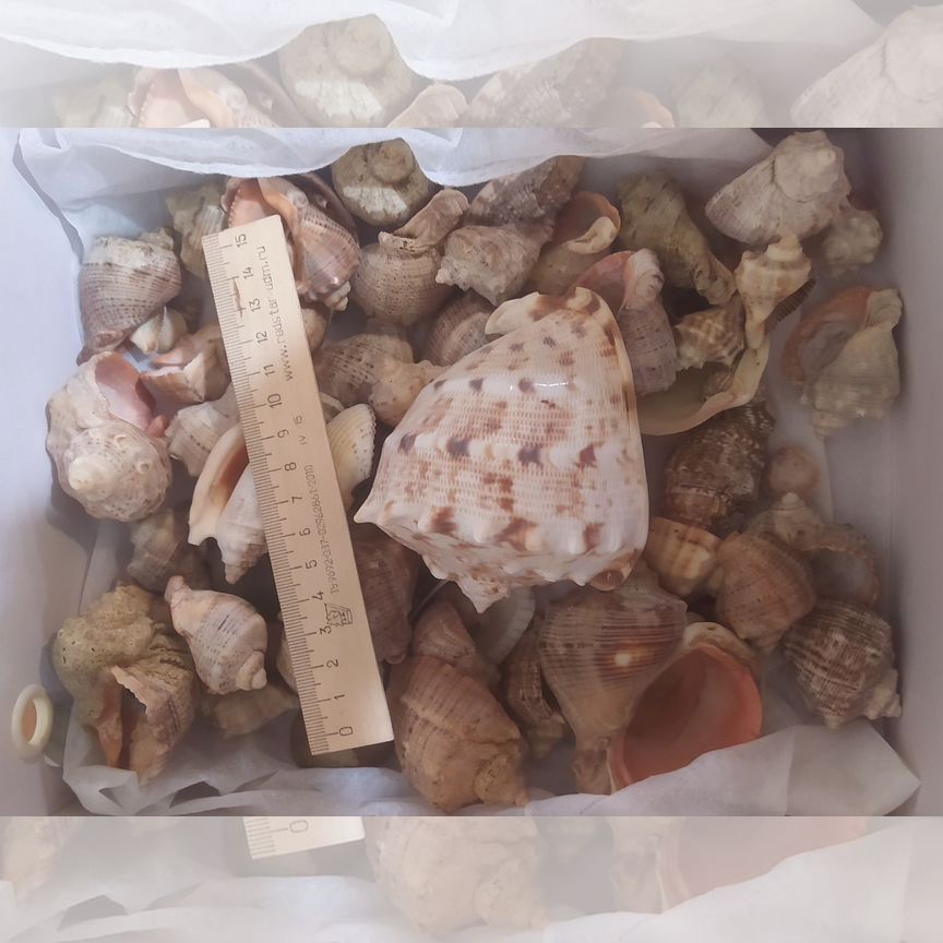 Морские ракушки раковины большие