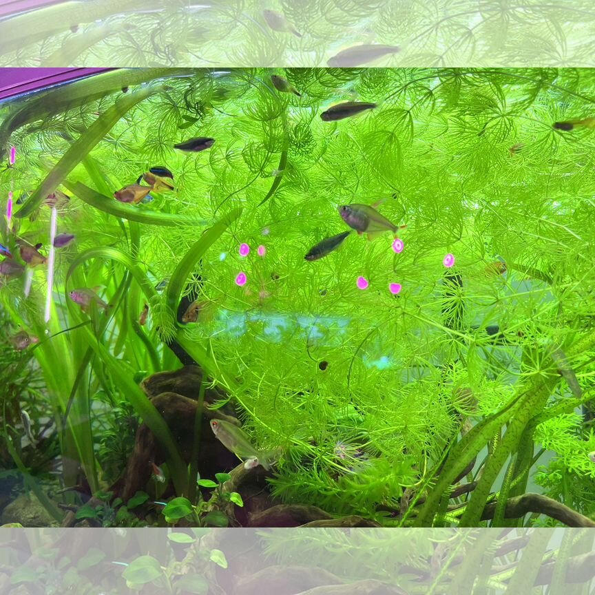 Роголистник