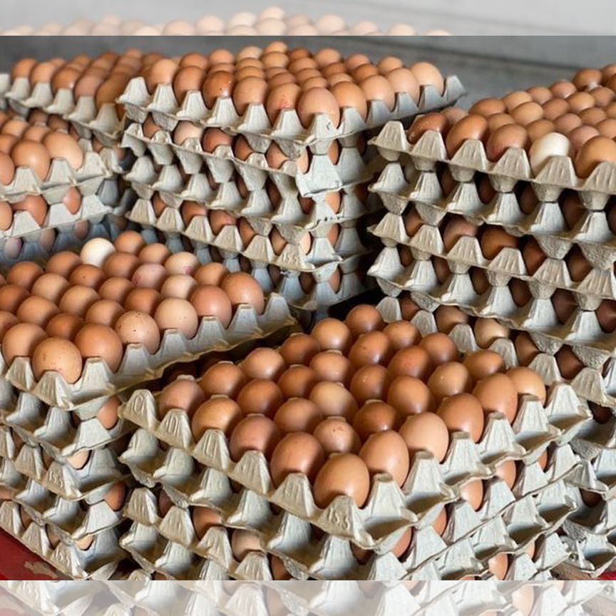 Инкубационное яйцо доставка по трассе М3