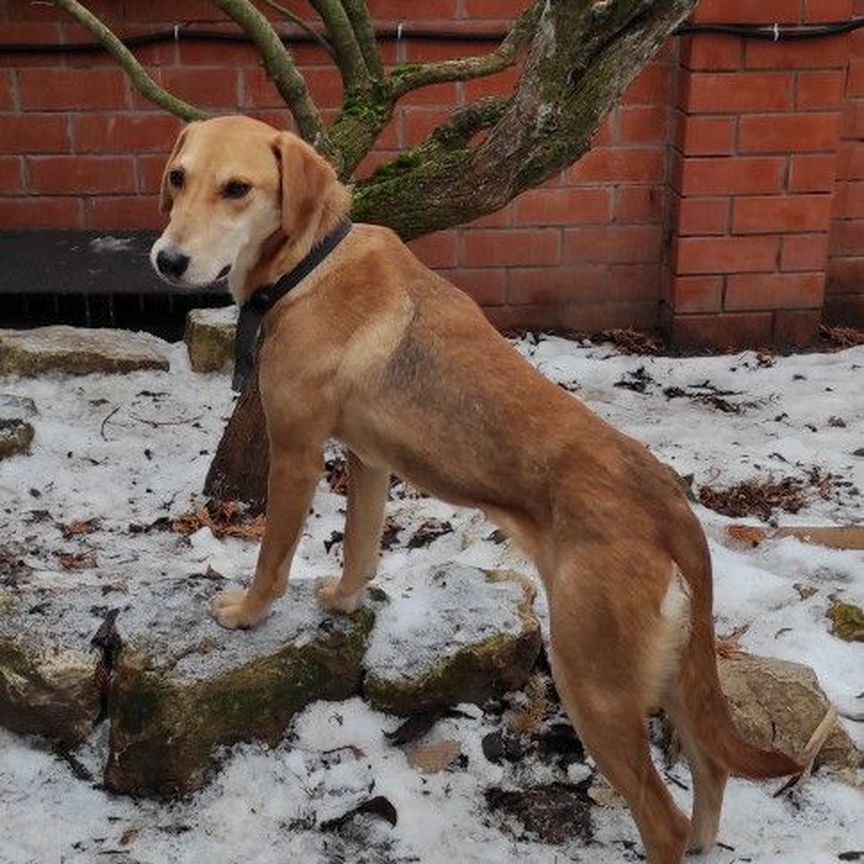 Русская гончая или фенотип