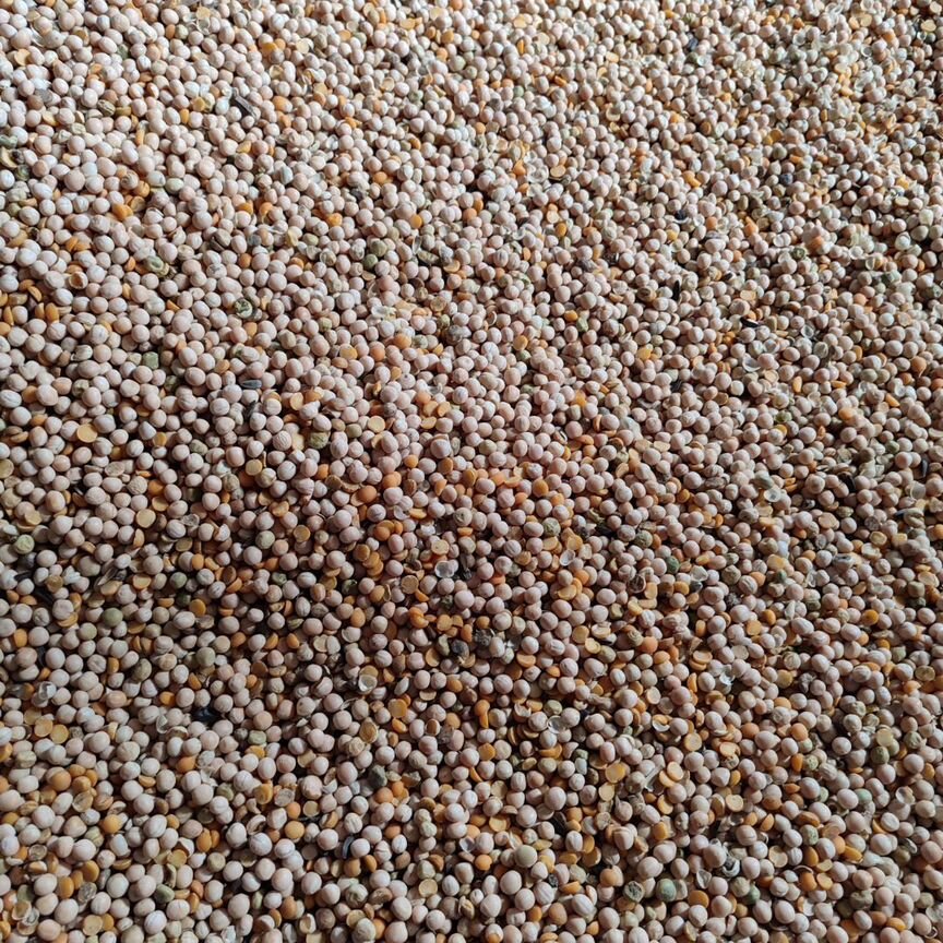 Горох на корм