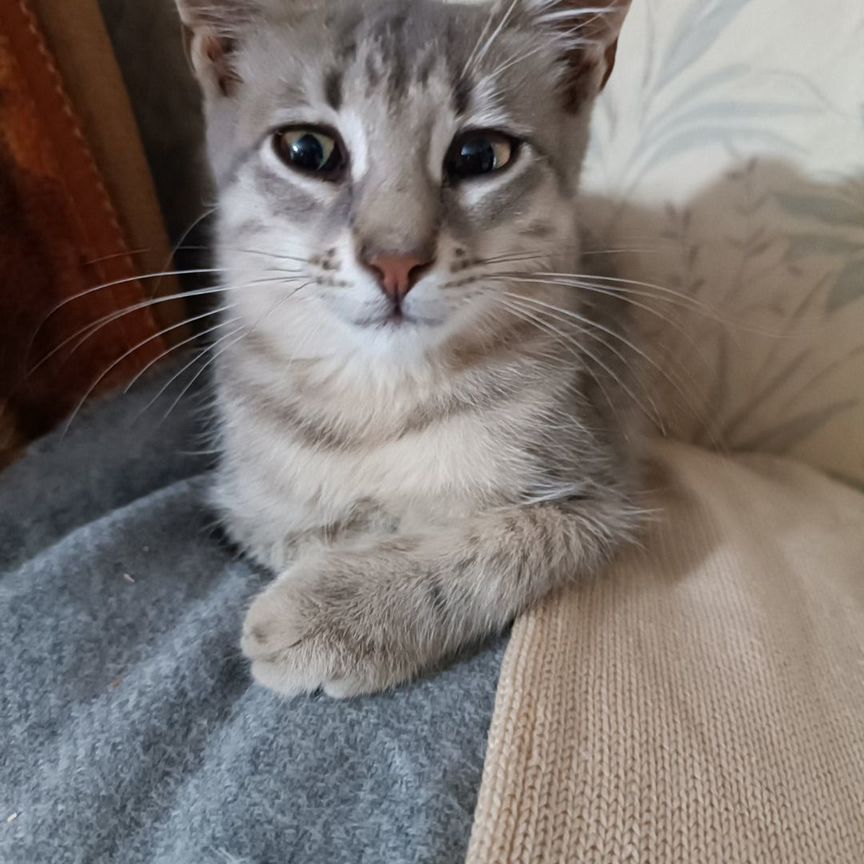 Котенок девочка в добрые руки