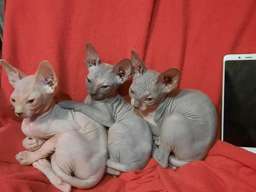 Канадский сфинкс Шикарные малыши