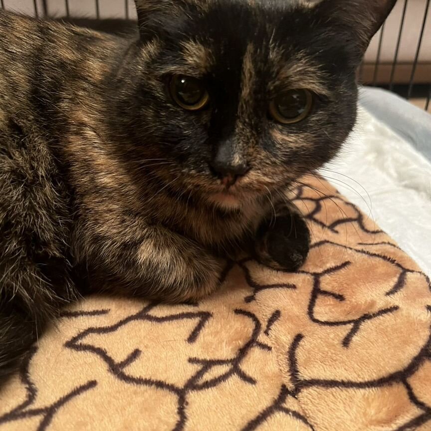 Кошка