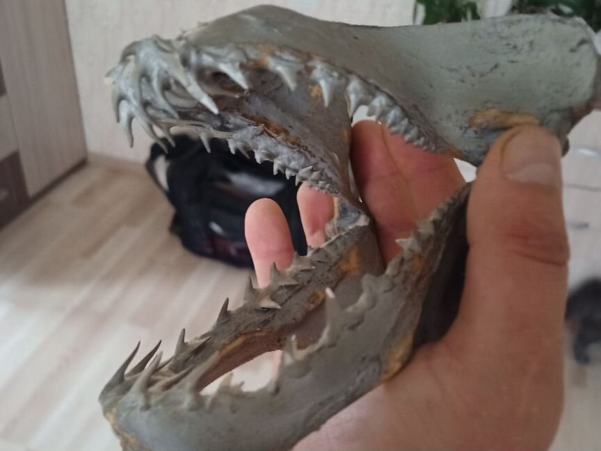 Челюсть акулы