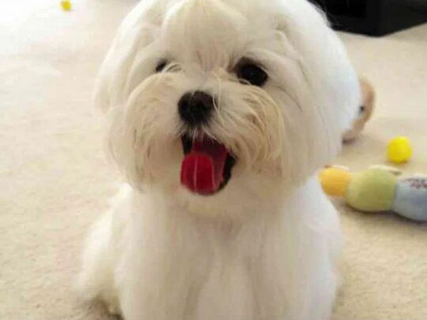 Отдам щенка Мальтийской Балонки