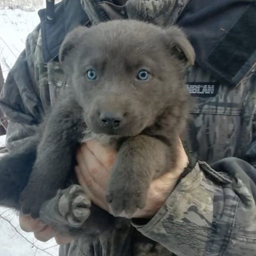 Голубоглазые малыши ищут дом