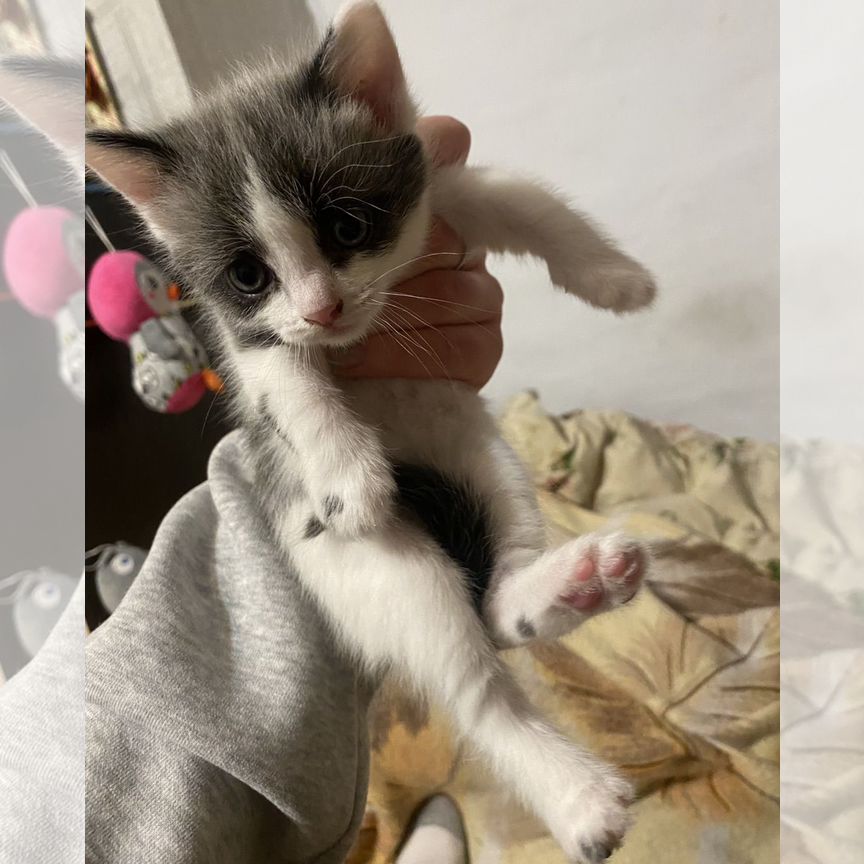 Милые котята в хорошие руки