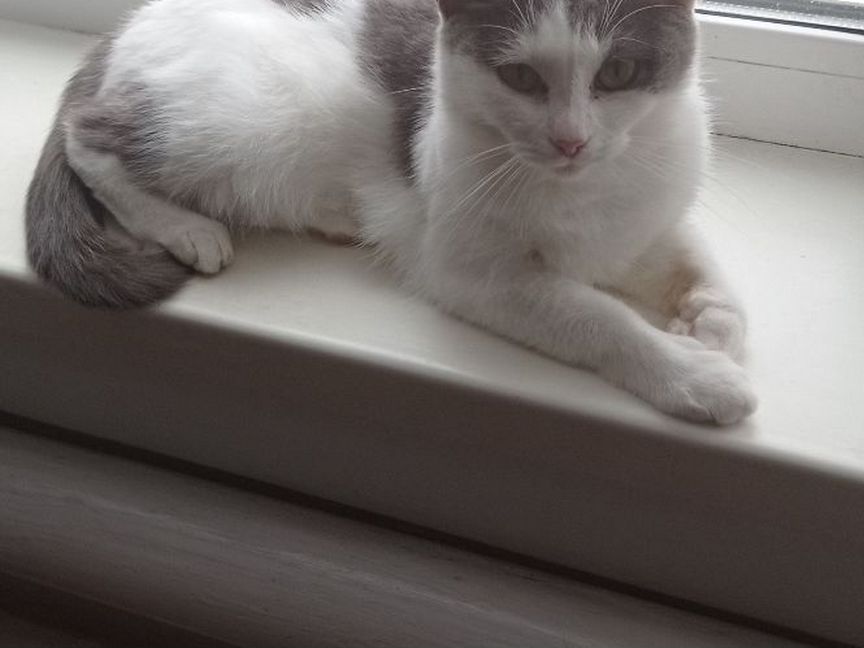 Кошка