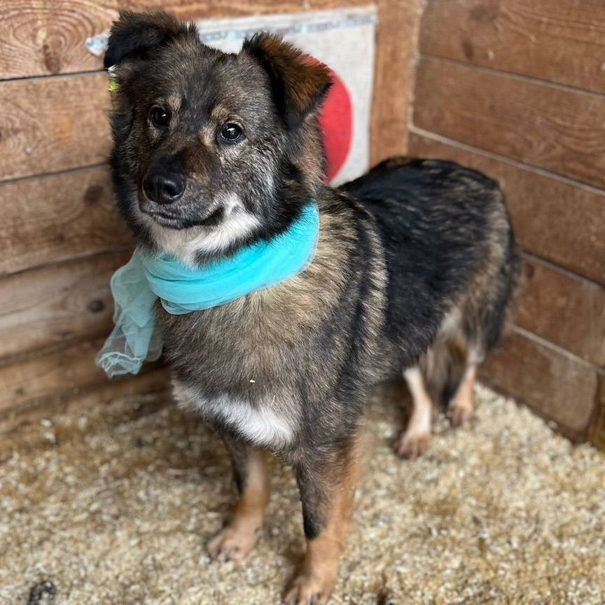 Взрослая собака в добрые руки