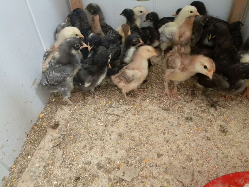 Цыплята домашние