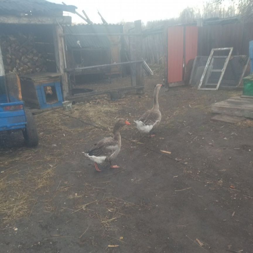 Гуси домашние живьём