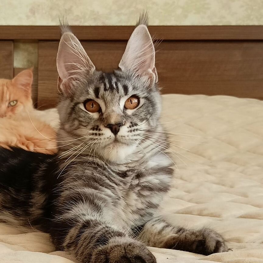 Котенок породы мейн-кун