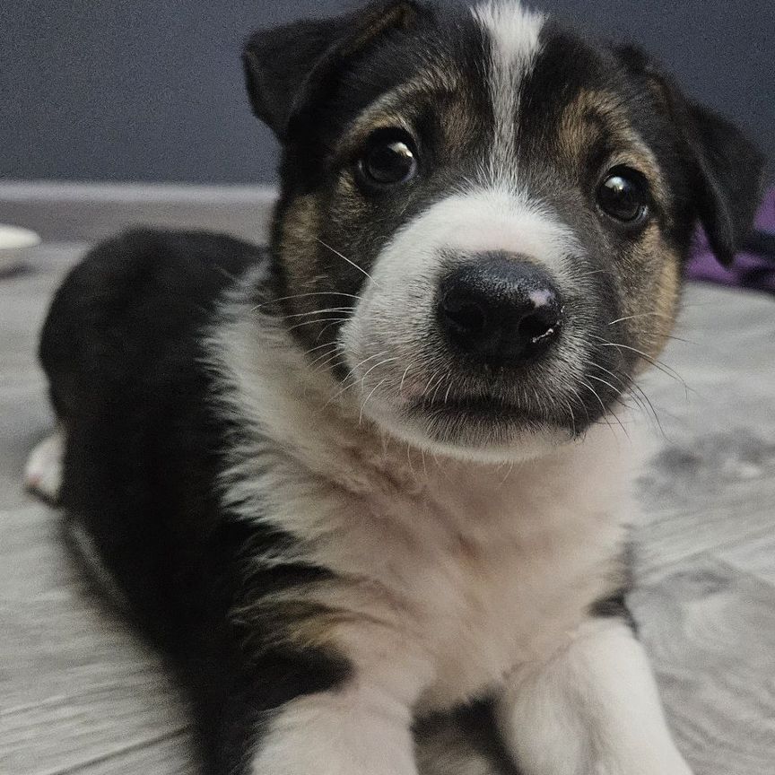 Щенок в добрые руки