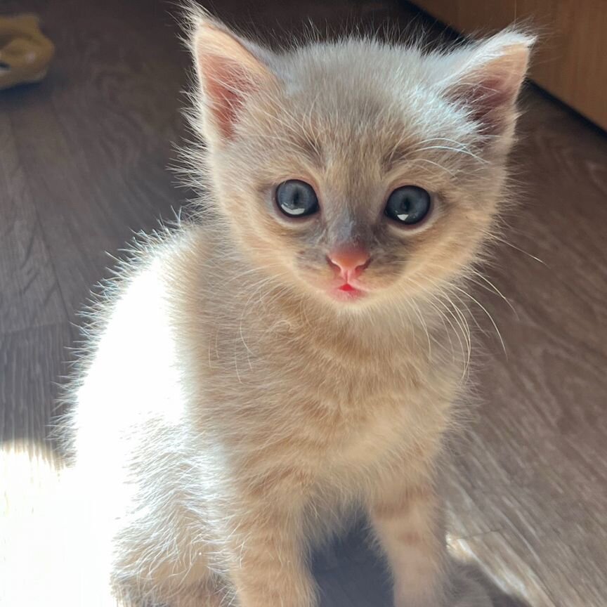 Котенок персиковый