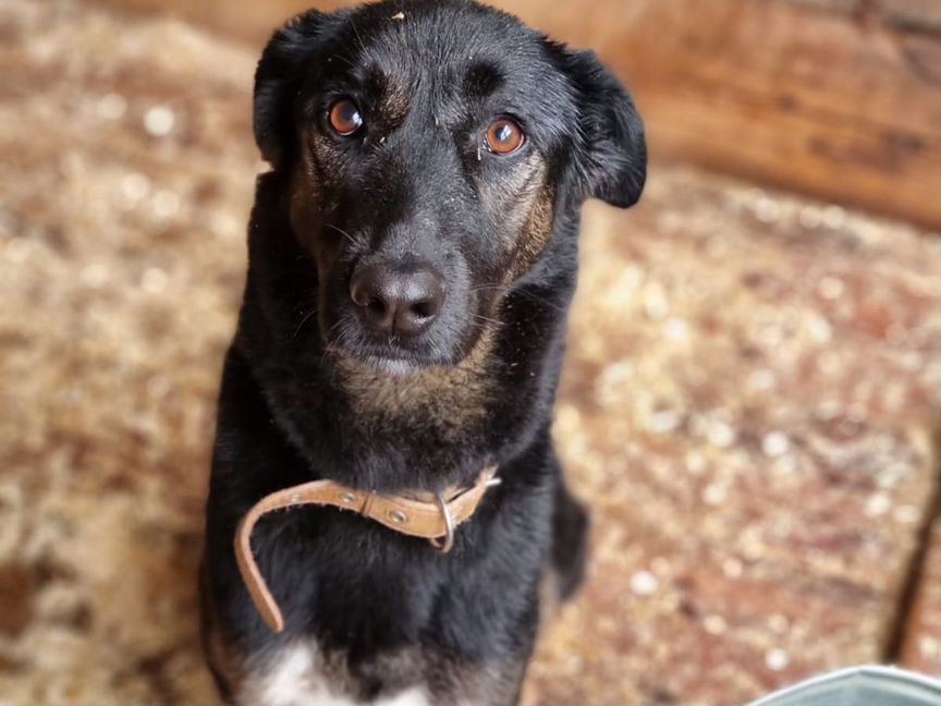 Худенькая малышка Гера. Как пережить зиму. В дар